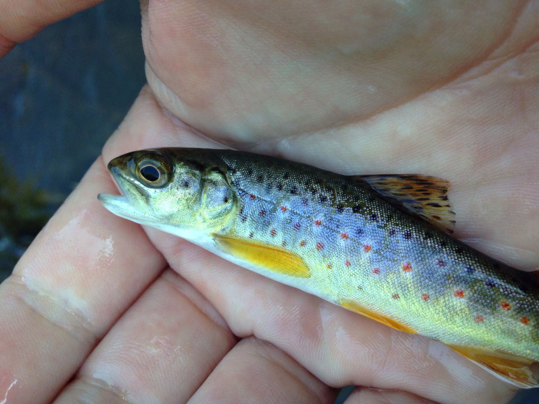 Yet Another Great Day… | Dustin C. George